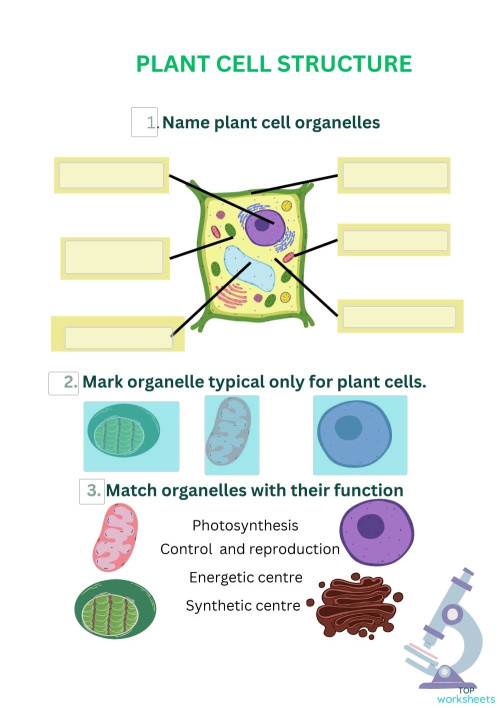 Plant cell structure. Interactive worksheet | TopWorksheets