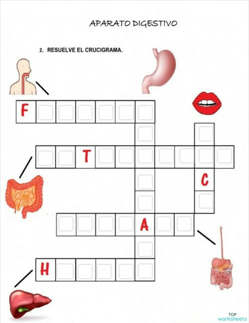 SISTEMA DIGESTIVO. Ficha interactiva | TopWorksheets