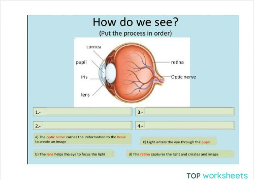 The procees of sight. Interactive worksheet | TopWorksheets