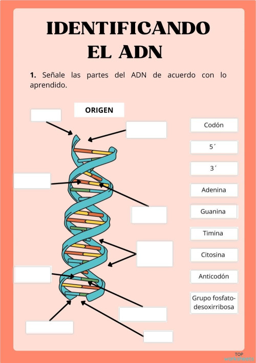 ADN Y MUTACIONES - BIOLOGIA. Ficha interactiva | TopWorksheets