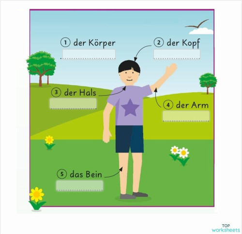 der Körper. Interactive worksheet | TopWorksheets