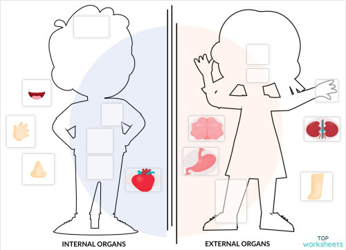 Classify internal and external organs. Interactive worksheet ...