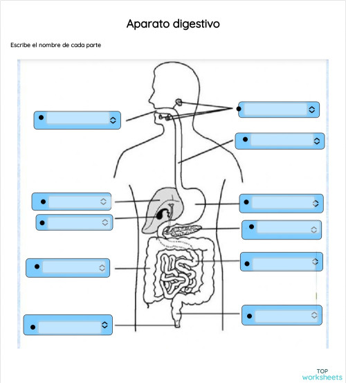 DIGESTIVE SYSTEM. Interactive worksheet | TopWorksheets