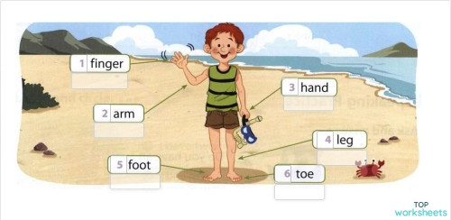 I have two arms. Interactive worksheet | TopWorksheets