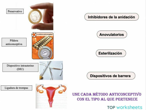Tipos de métodos anticonceptivos. Ficha interactiva | TopWorksheets