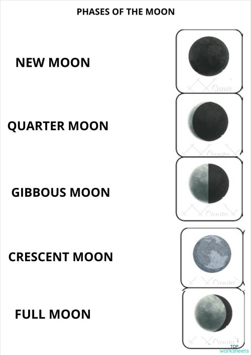 Phases of the moon. Interactive worksheet | TopWorksheets