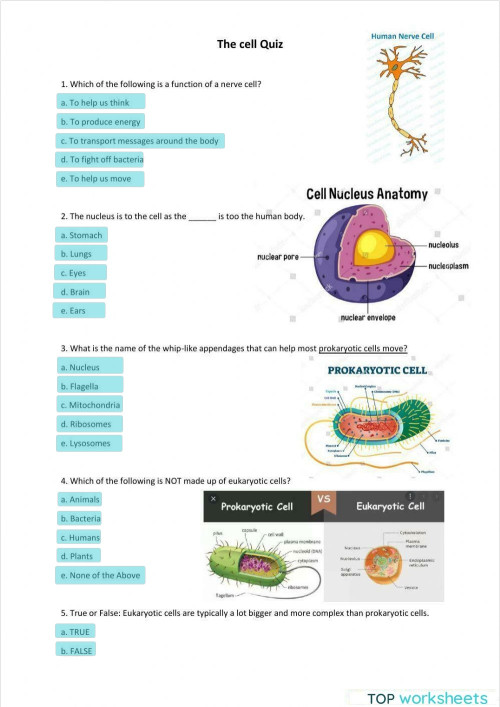 The cell. Interactive worksheet | TopWorksheets