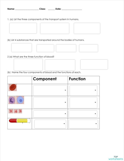 circulatory system quiz. Interactive worksheet | TopWorksheets