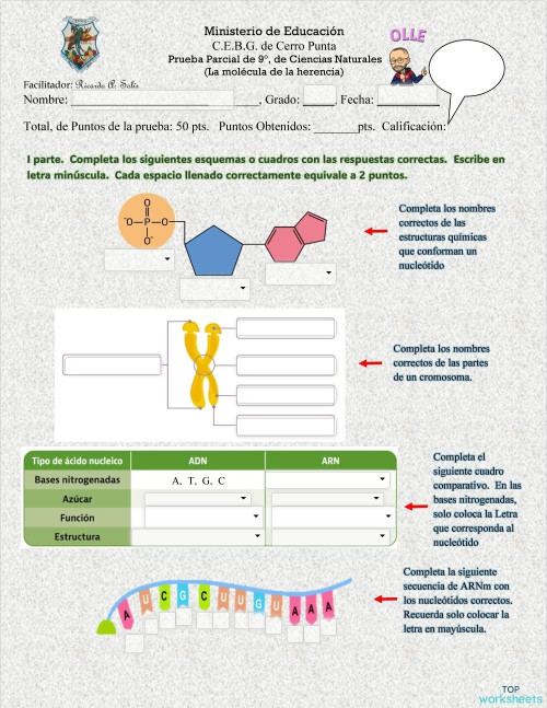 Prueba sobre el ADN. Ficha interactiva | TopWorksheets