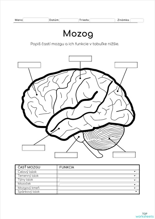 Mozog-Brain. Interactive worksheet | TopWorksheets