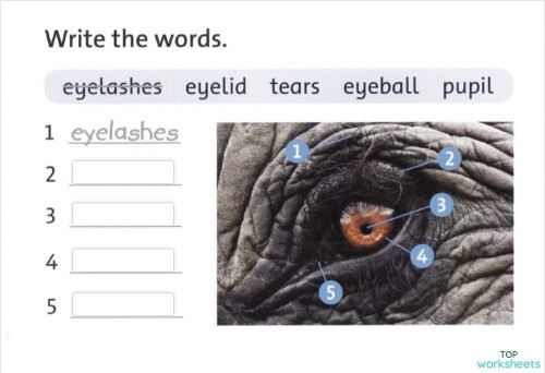 eyes part 2. Interactive worksheet | TopWorksheets