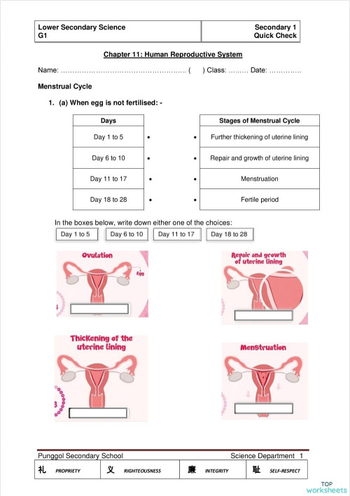 Sec 2G1 HRS Practice 2 Menstrual Cycle. Interactive worksheet ...