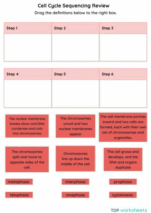 Cell Cycle Sequencing. Interactive worksheet | TopWorksheets