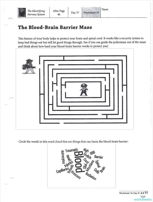 Worksheet 19: Blood-Brain Maze Pg 91. Interactive worksheet | TopWorksheets