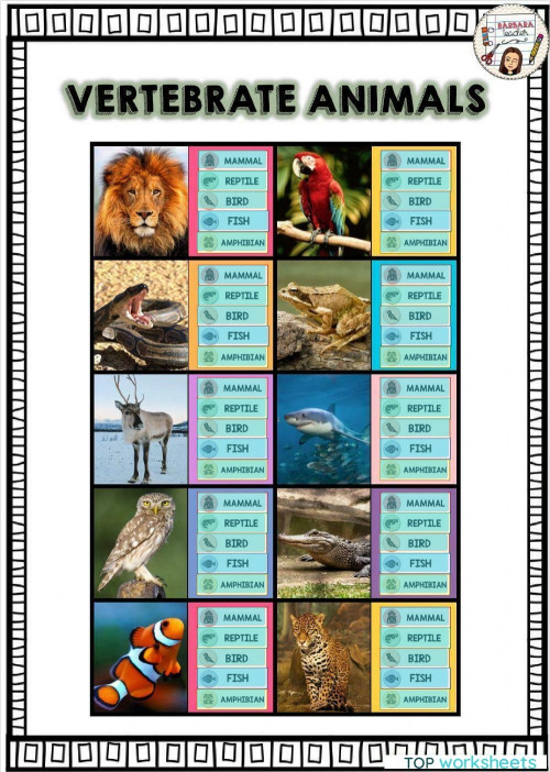 Vertebrate animals. Interactive worksheet | TopWorksheets