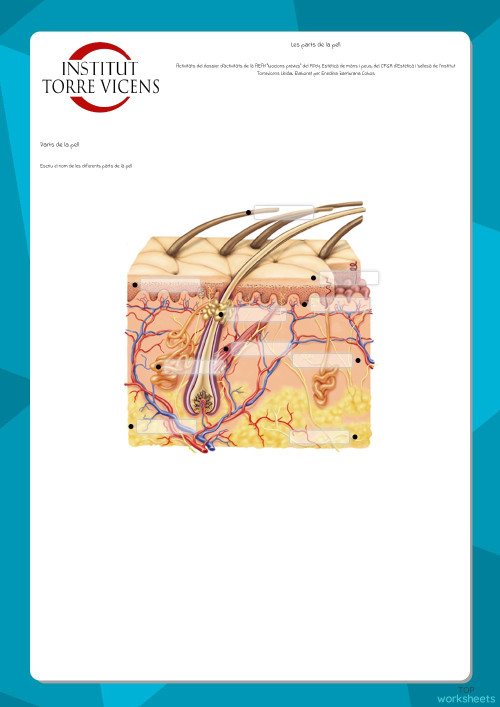 Les parts de la pell. Fitxa interactiva | TopWorksheets
