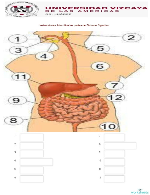 Anatomía Aparato Digestivo. Ficha interactiva | TopWorksheets