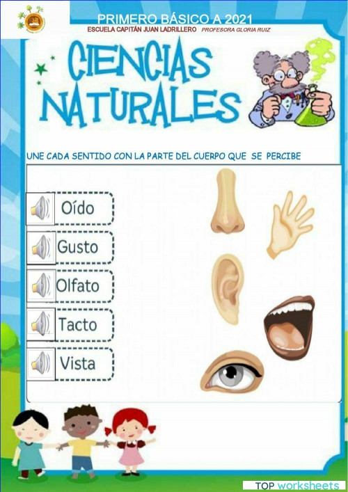 Los Sentidos For 1 Básico Ficha Interactiva Topworksheets 1672