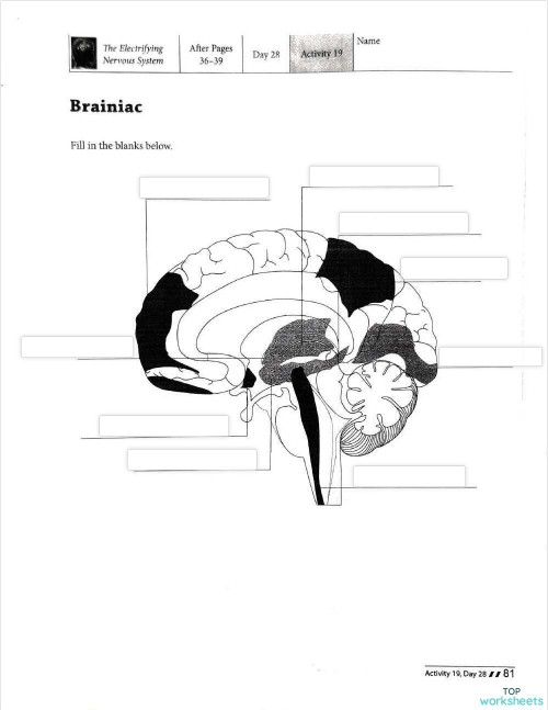 Mini Brainiacs Flashcards at Elijah Rubin blog