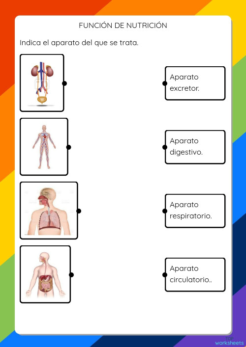 FUNCIÓN DE NUTRICIÓN. Ficha interactiva | TopWorksheets