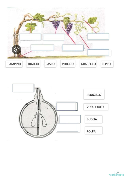 STRUTTURA VITE. Scheda interattiva | TopWorksheets