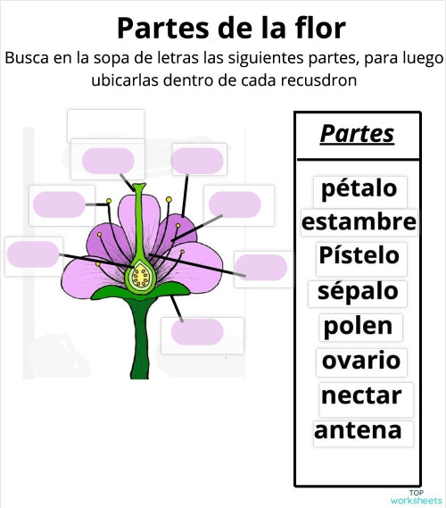 Partes de la flor. Ficha interactiva | TopWorksheets