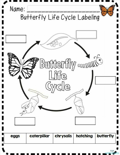 Butterfly Lifecycle. Interactive worksheet | TopWorksheets