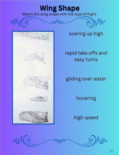 Wing Shape. Interactive worksheet | TopWorksheets