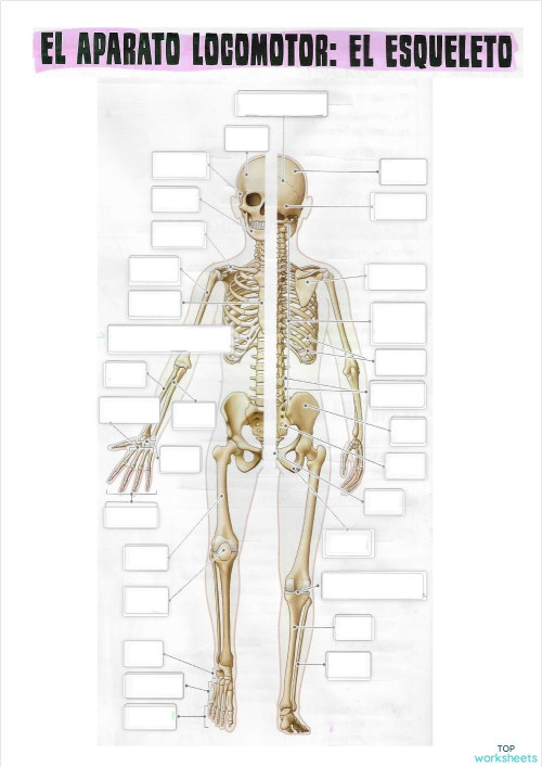 Examen Del Cuerpo Humano Ficha Interactiva Topworksheets