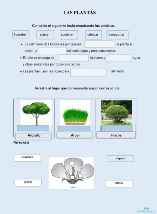 LAS PLANTAS. Ficha interactiva | TopWorksheets