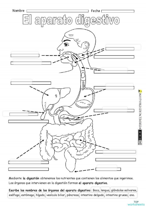 APARATO DIGESTIVO 1. Ficha interactiva | TopWorksheets