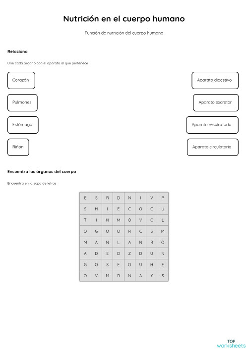 Nutrición en el cuerpo humano. Ficha interactiva | TopWorksheets