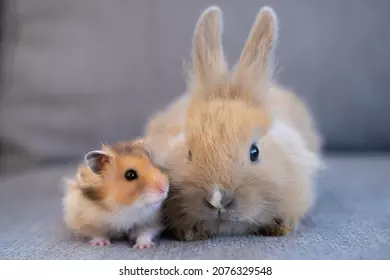 Mini Test Preliminary Pets and Animals. Interactive worksheet ...