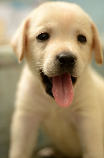 Mini Test Preliminary Pets and Animals. Interactive worksheet ...