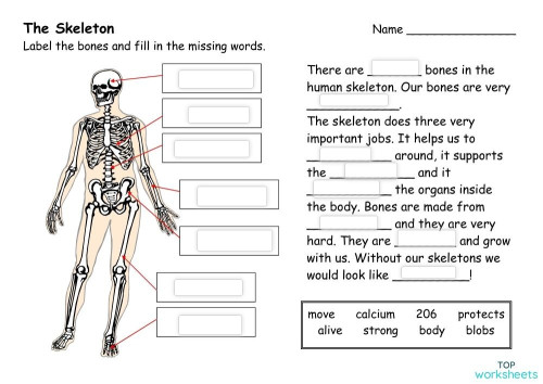 The skeleton. Interactive worksheet | TopWorksheets