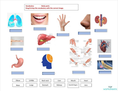 Body parts drag & drop. Interactive worksheet | TopWorksheets