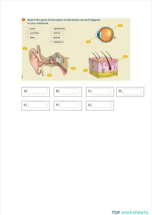 Sense organs. Interactive worksheet | TopWorksheets