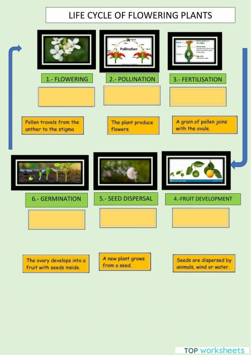 Life cycle of flowering plants (II). Interactive worksheet | TopWorksheets