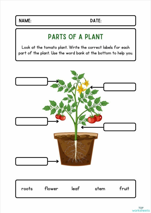 Parts of a plant. Interactive worksheet | TopWorksheets