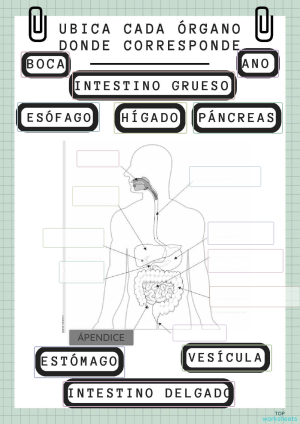 EL SISTEMA DIGESTIVO. Ficha interactiva | TopWorksheets