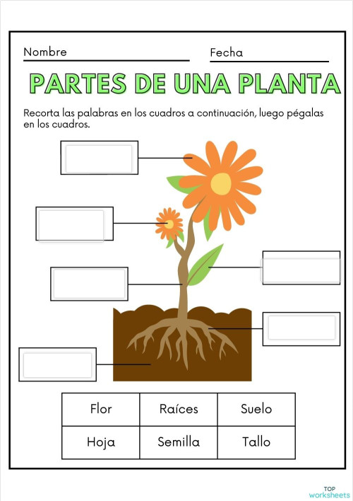 PARTES DE UNA PLANTA. Ficha interactiva | TopWorksheets