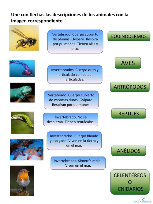 Vertebrados o Invertebrados. Ficha interactiva | TopWorksheets