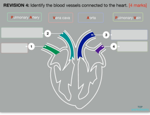 R4: Heart Part 2. Interactive worksheet | TopWorksheets