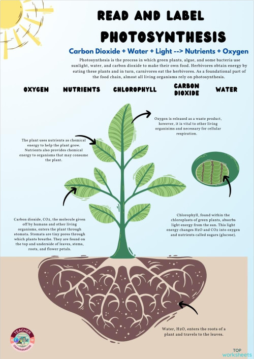 4º SCIENCE VOCABULARY UNIT 2. Interactive worksheet | TopWorksheets