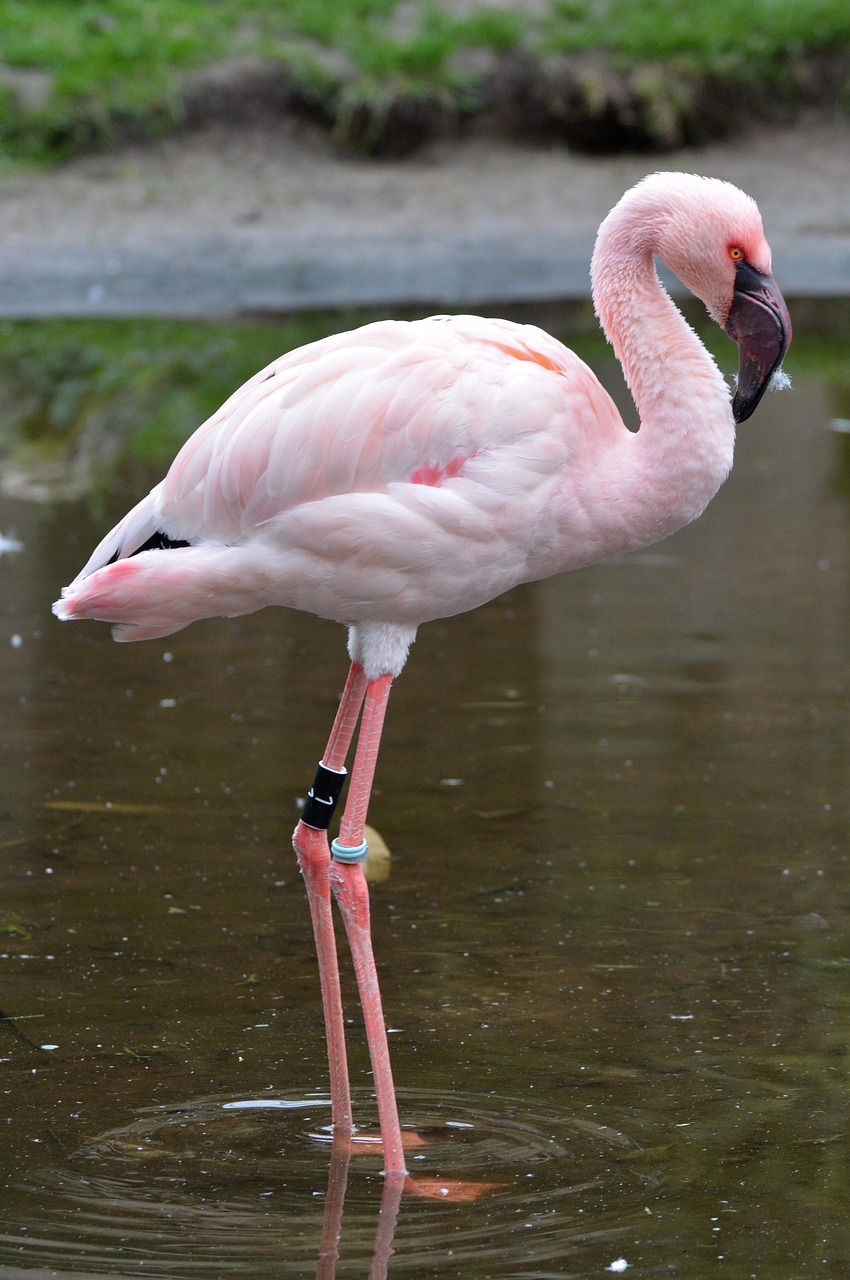 draw cards exotic animals. Interactive worksheet | TopWorksheets