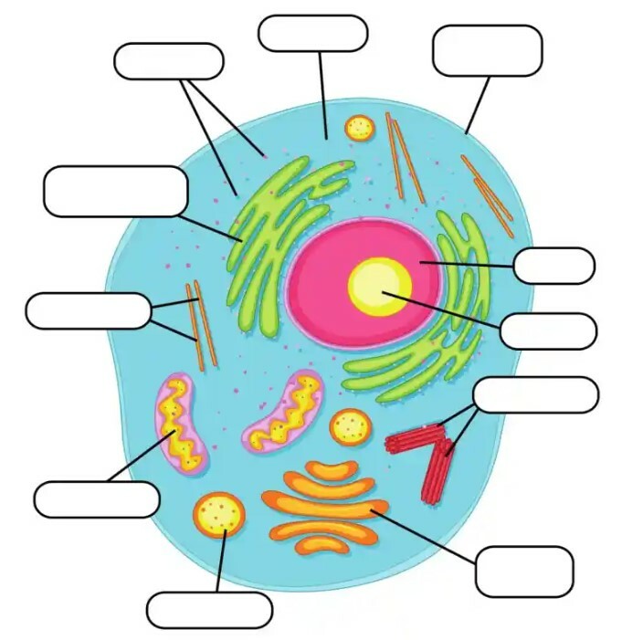 INVESTIGANDO LA CÉLULA. Ficha interactiva | TopWorksheets