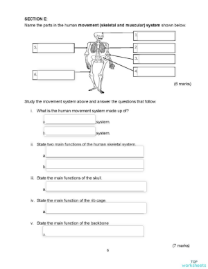 Body system Part 2. Interactive worksheet | TopWorksheets