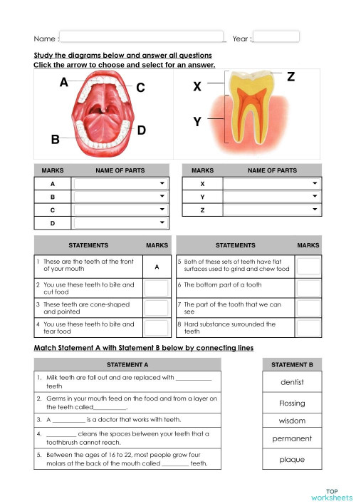 Teeth (Science 5). Interactive worksheet | TopWorksheets