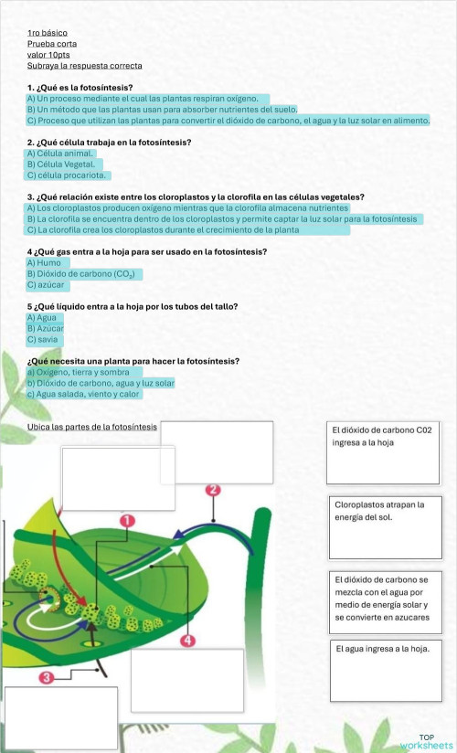 Las partes de la flor. Ficha interactiva | TopWorksheets