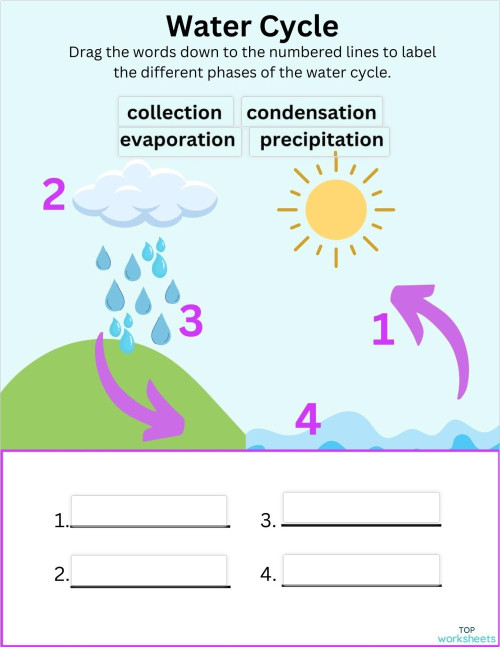 Water Cycle. Interactive worksheet | TopWorksheets